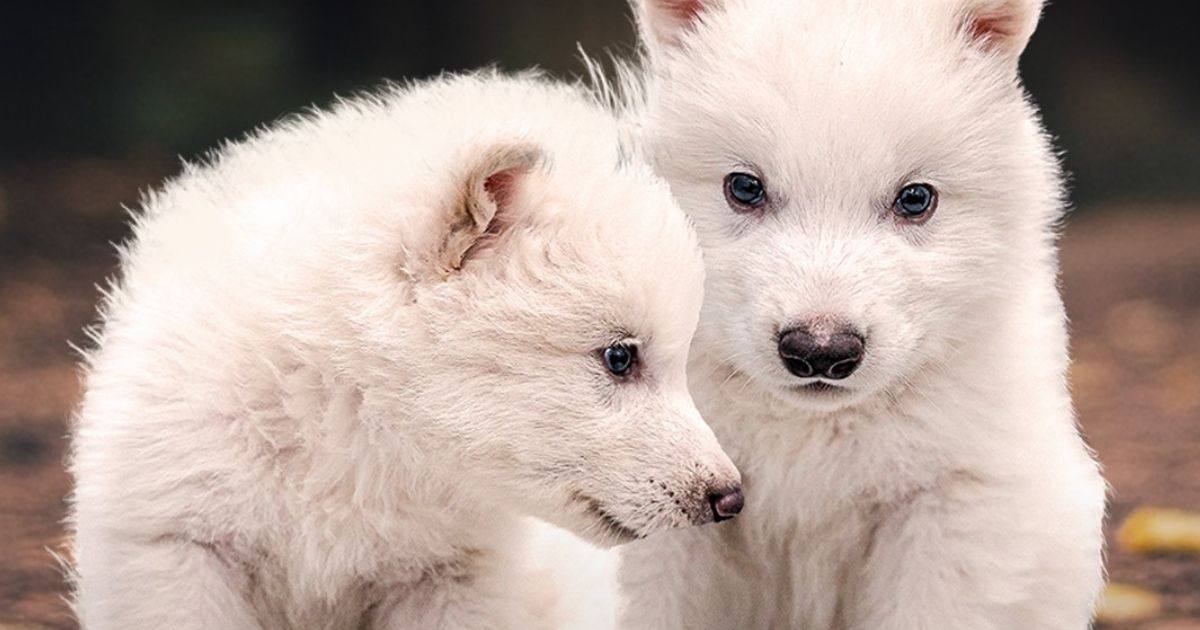 Meet dire wolves Romulus and Remus, the first animals brought back from extinction after 10,000 ...